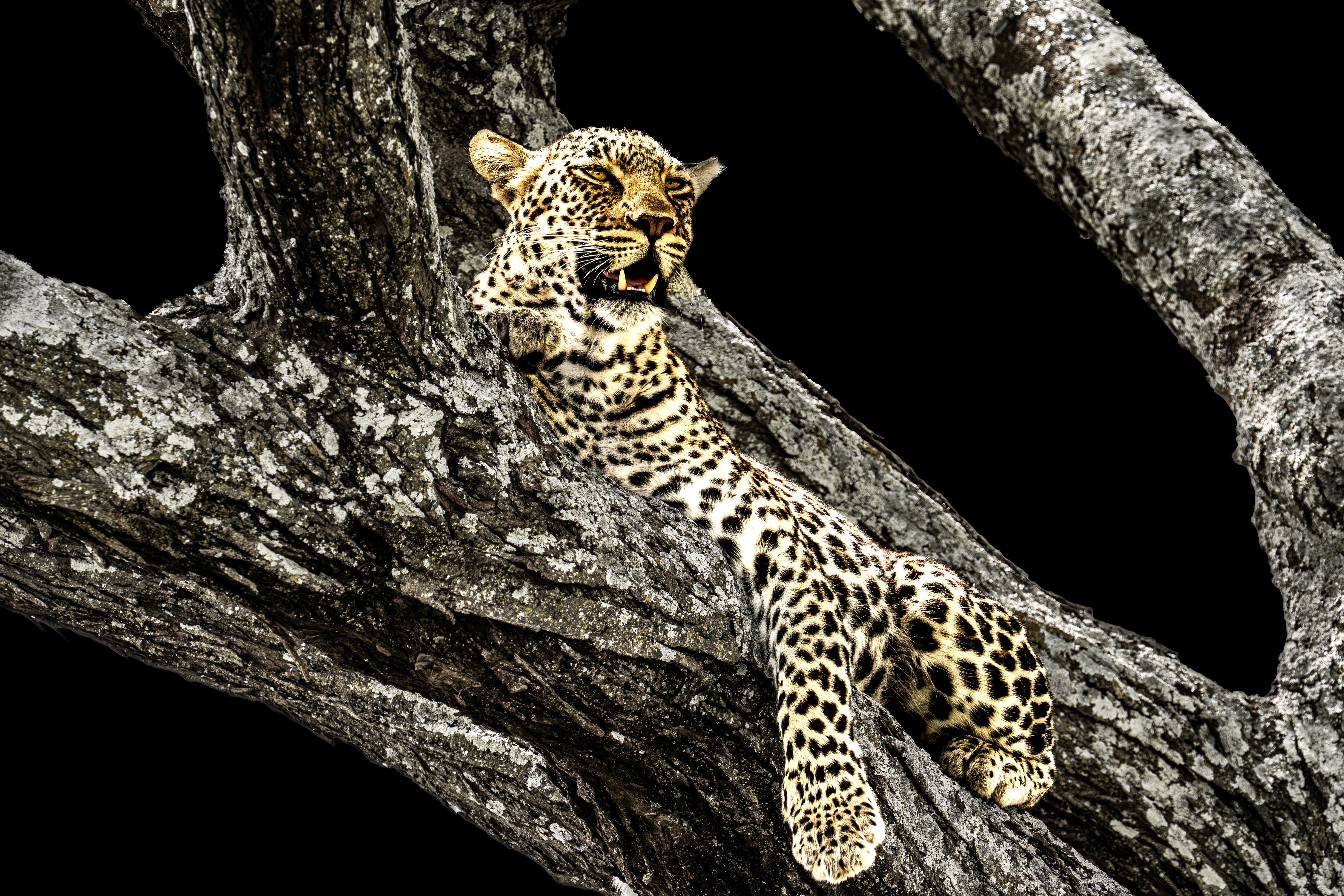 Photos of Leopard in the Wild Serengeti - Eyes over the Savanna – Emile ...