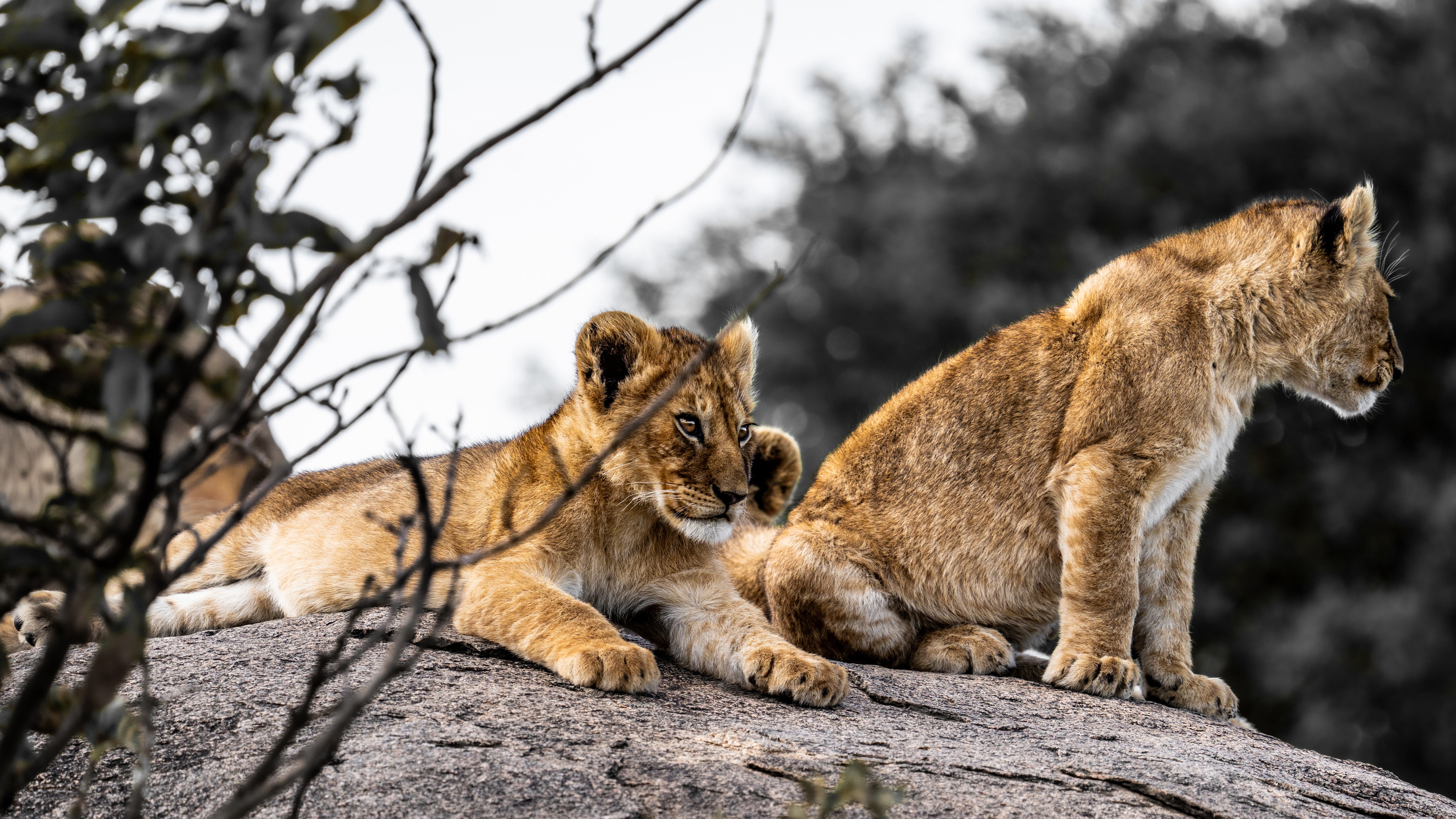 Photos of Lions in the Wild Serengeti - Innocence on the Rise – Emile ...