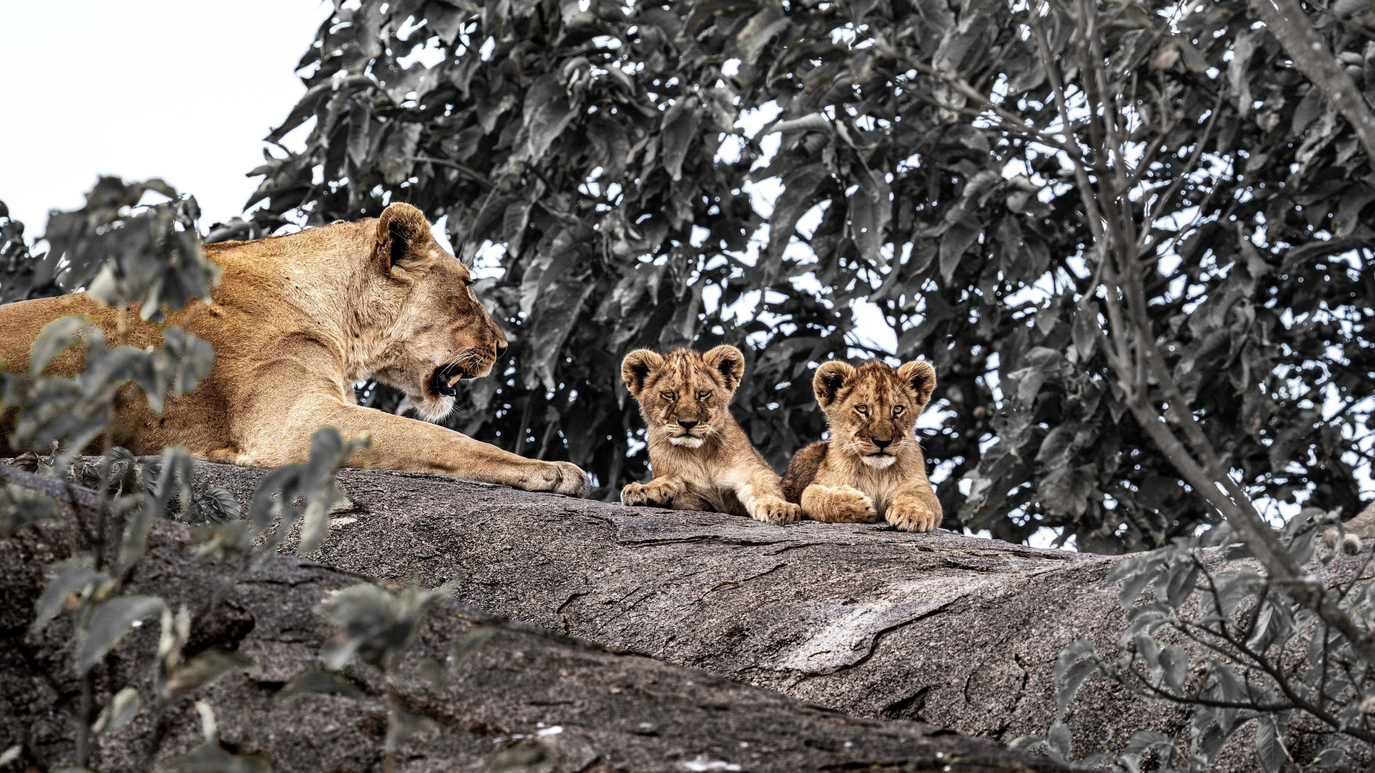 Photos of Lions in the Wild Serengeti - Pride and Discipline – Emile de ...