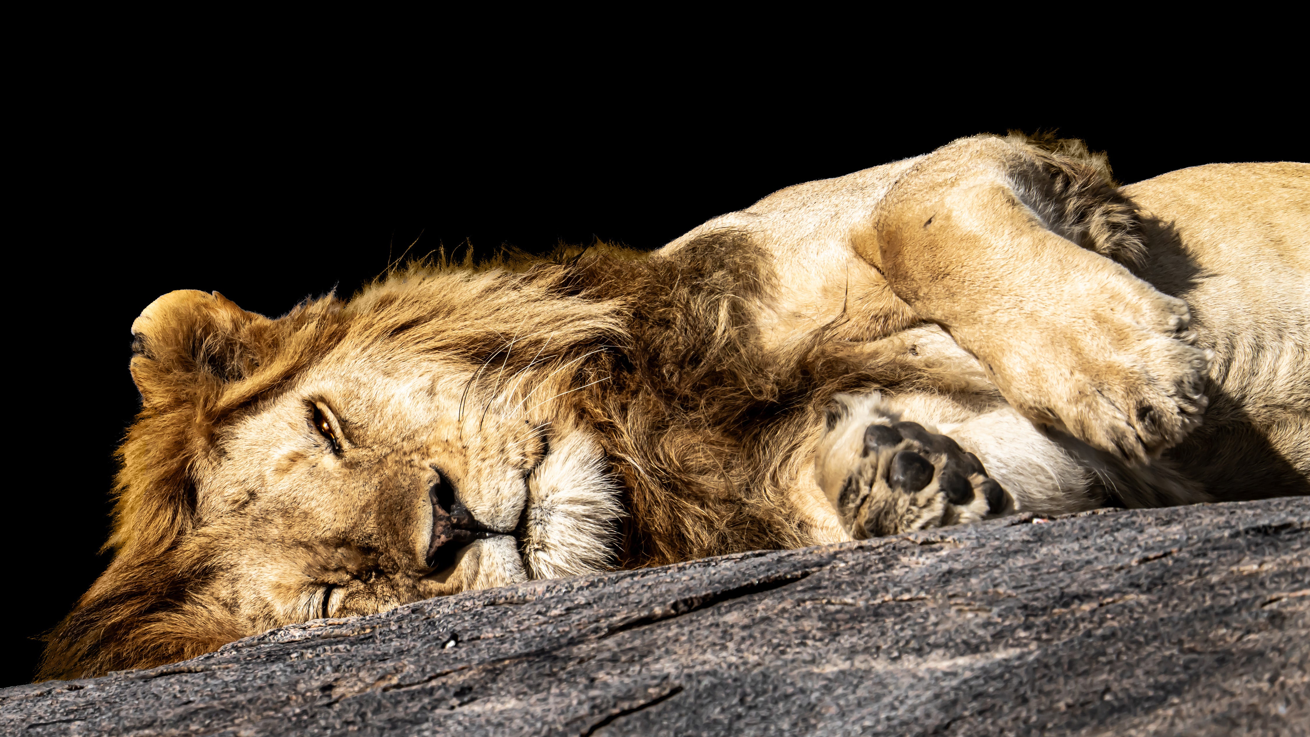 Royal Slumber – Sleeping Lions of the Serengeti Fine Art Photo – Emile ...