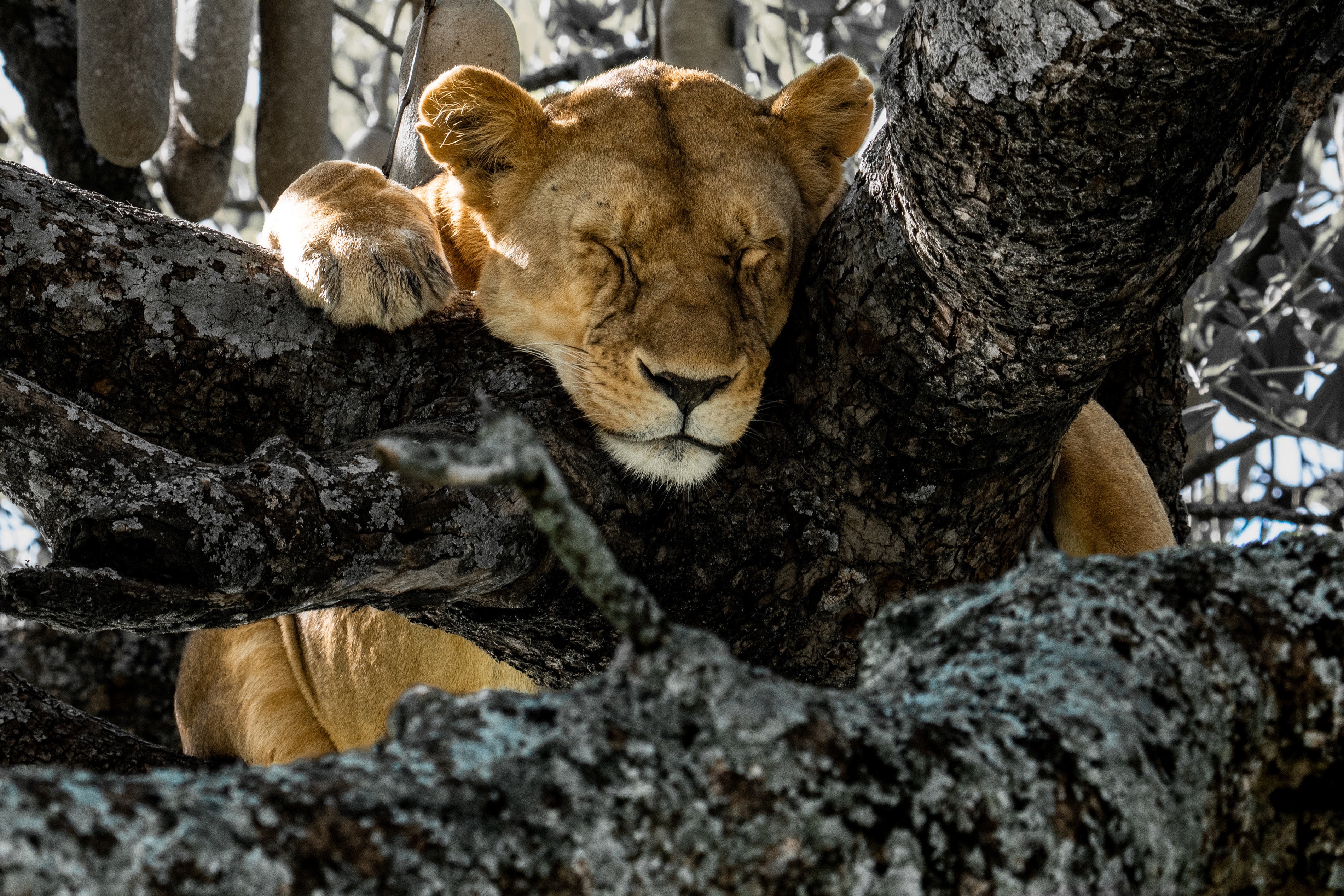 Serengeti Lioness Resting in Tree – Fine Art Wildlife Photo – Emile de ...