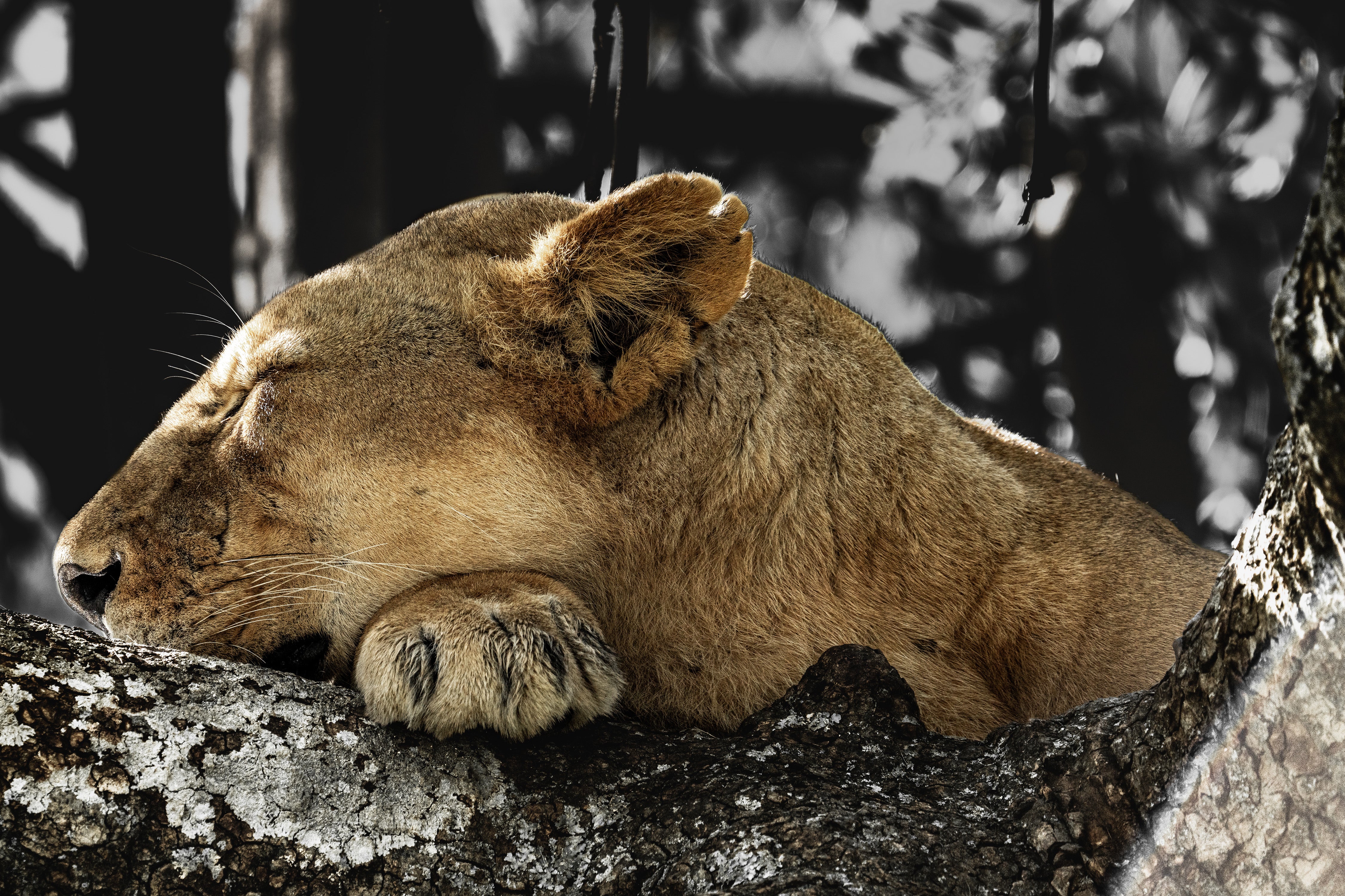 Photos of Lions in the Wild Serengeti - The Dreaming Huntress – Emile ...